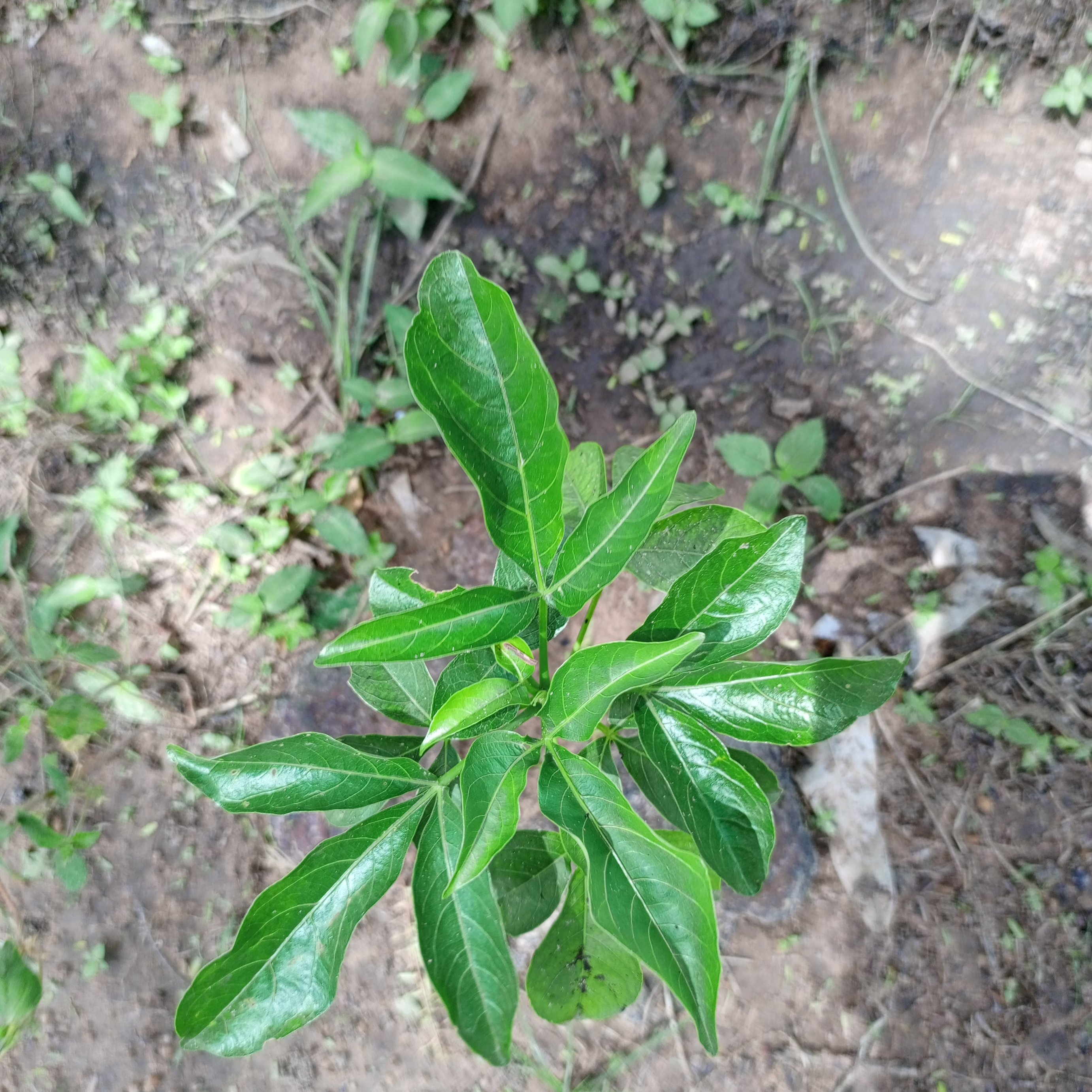 PlantVillage-FR (@PlantVillage_FR) / Twitter