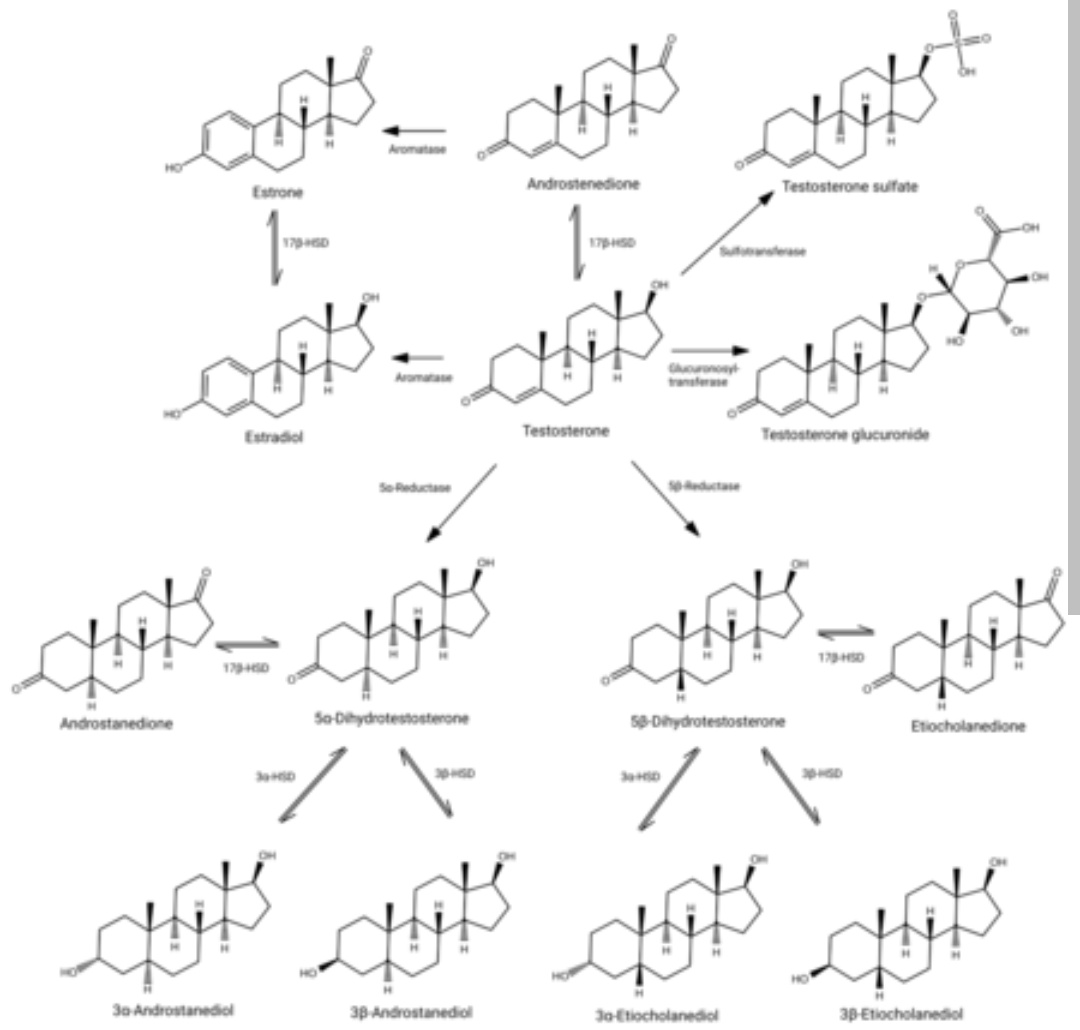 ⛔️ماذا تعرف عن إستخدام الستيرويدات والهرمونات لبناء الجسم والعضلات؟ 📌هل ...