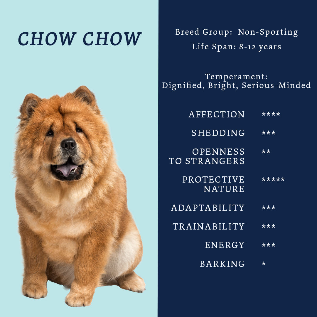 Are Pugs And Chow Chows Compatible