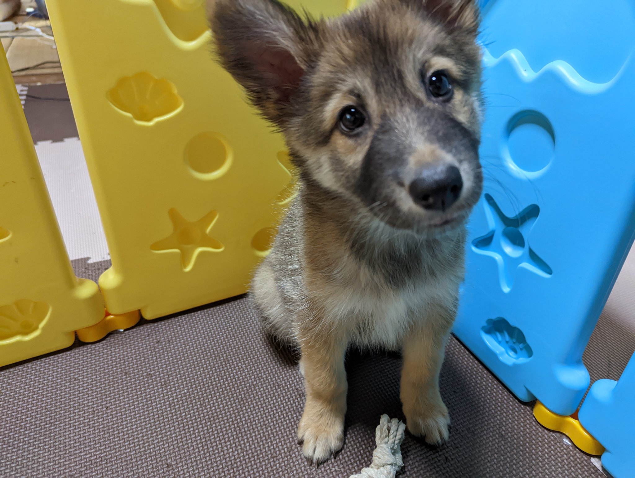 元猟犬りゅう on Twitter: "この人、昨日（生後66日）で3.7kgなんですけど、大人になったら何kgくらいになりますかね？ りゅうさん（21kg）と同じか少し小さいくらいだったら ...