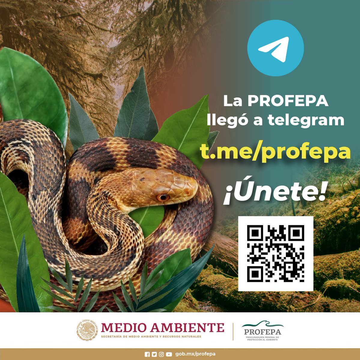PROFEPA on Twitter: PROFEPA on Twitter: