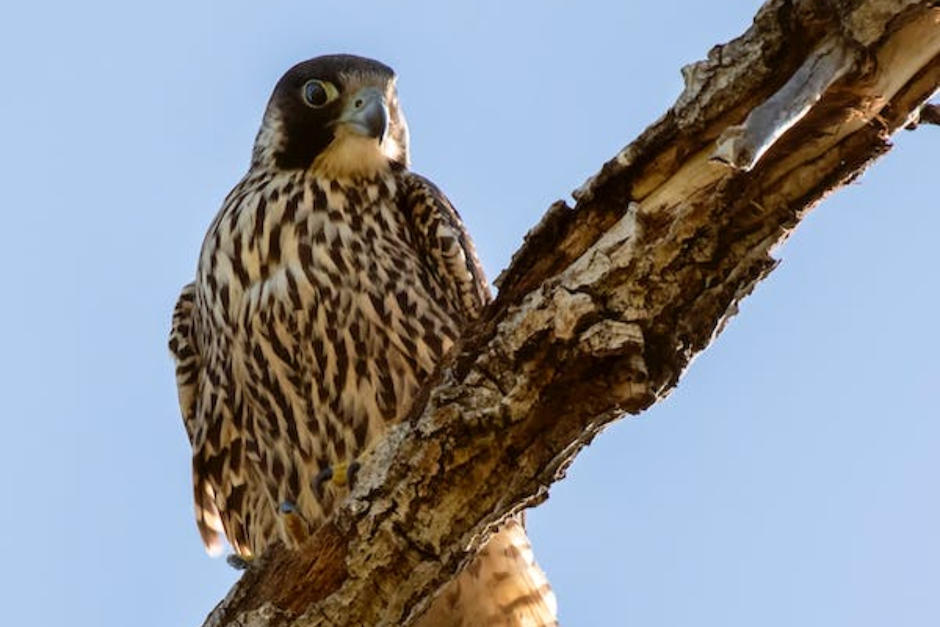 Soy 502 on Twitter: "📷IMPRESIONANTE | Captan a un halcón disfrutando de su almuerzo en pleno ...