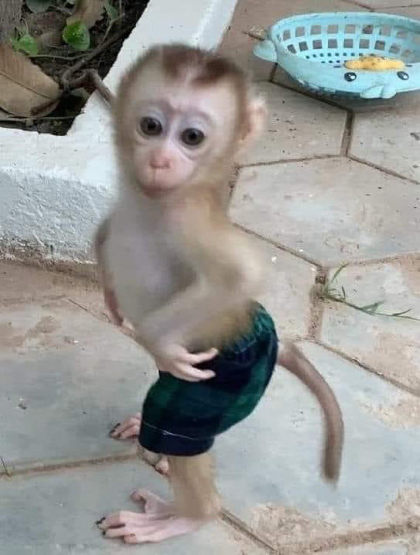 Cute Baby Monkeys In Diapers