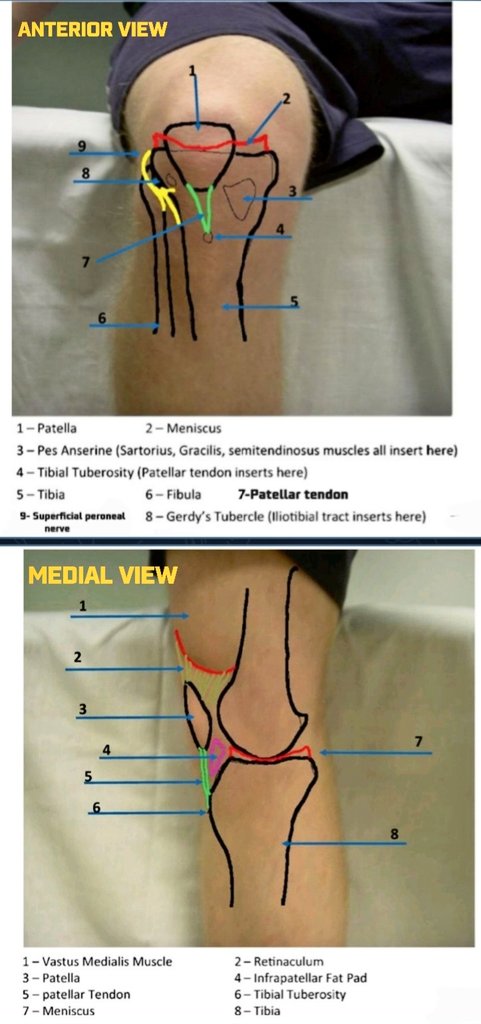 Tibial Tuberosity Surface Anatomy