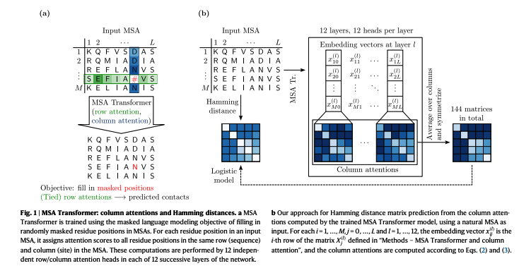 BioDecoded on Twitter: "Protein language models trained on multiple sequence alignments learn ...