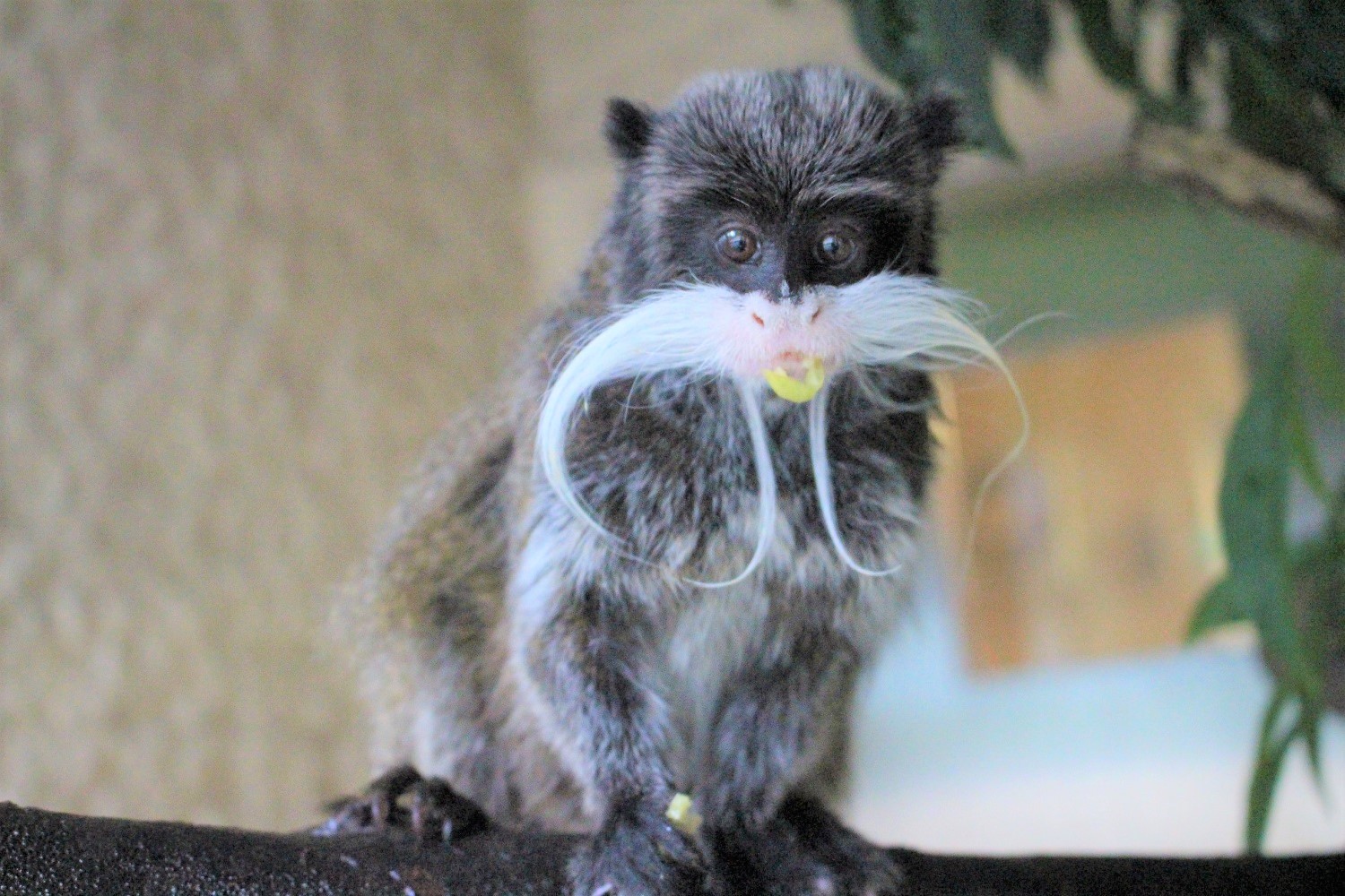 静岡市立日本平動物園 (@nhdzoo) / Twitter