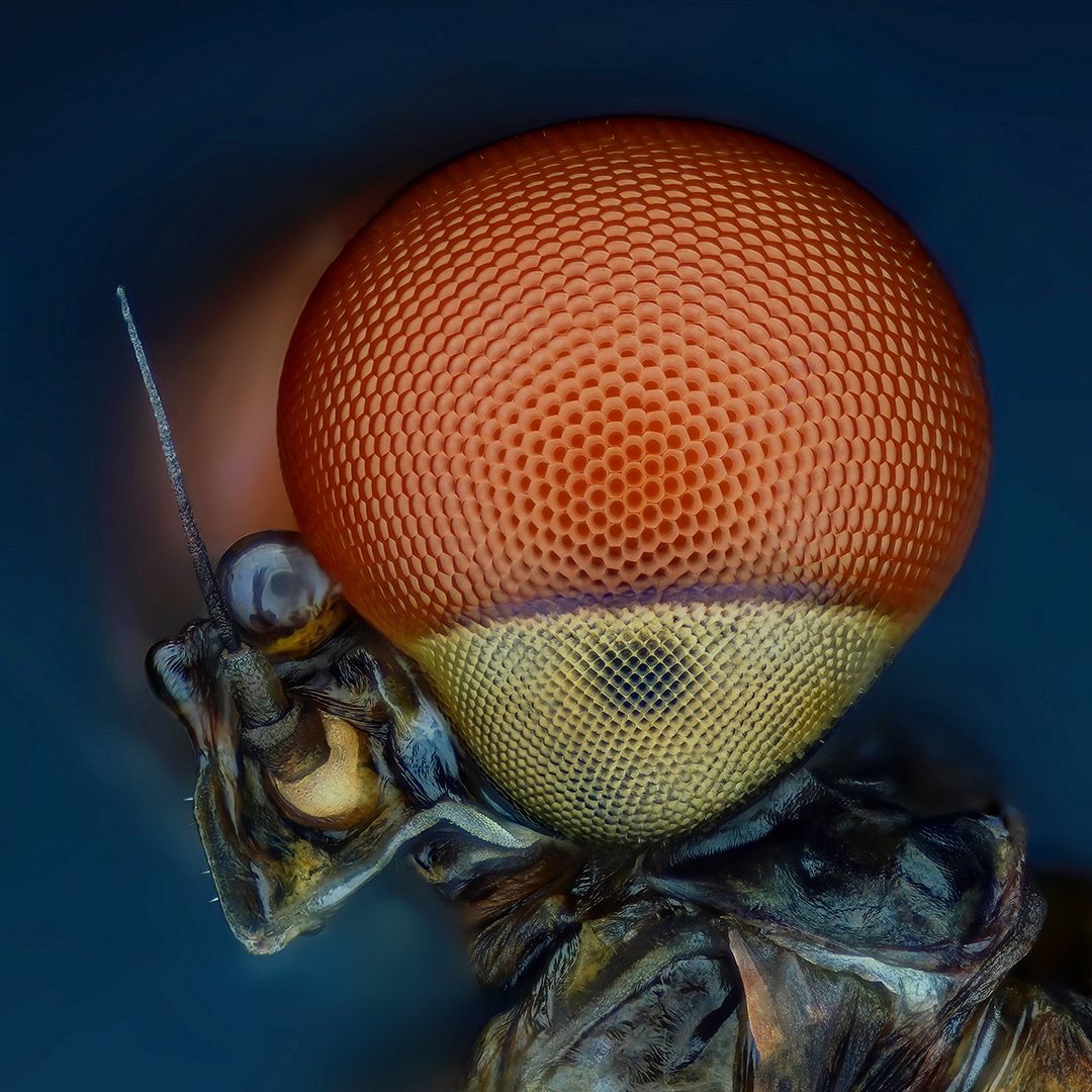Arthropod Compound Eye