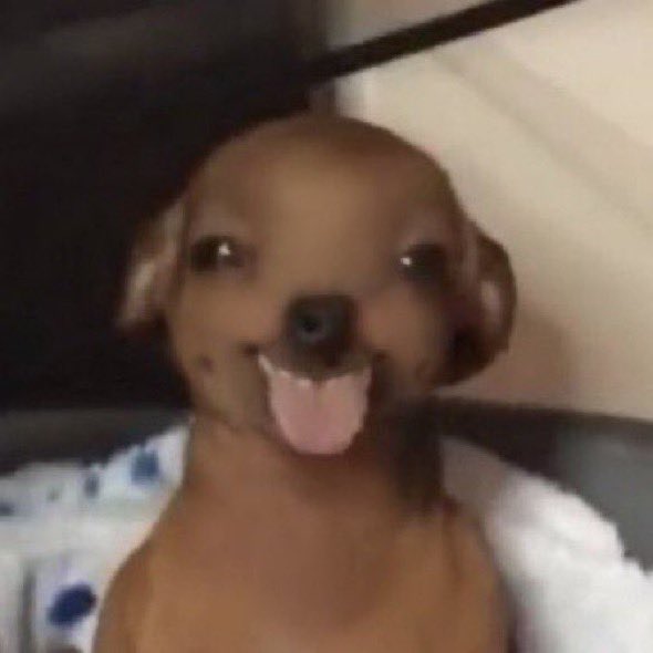 Dog Meme Face