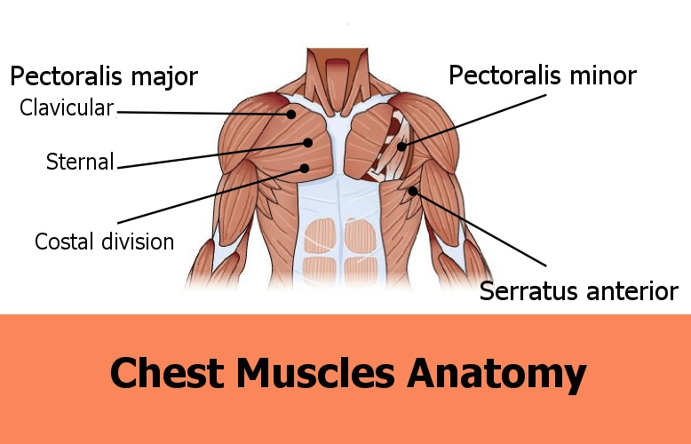 Ladies love men with a muscular chest. Below are 6 exercises that will ...