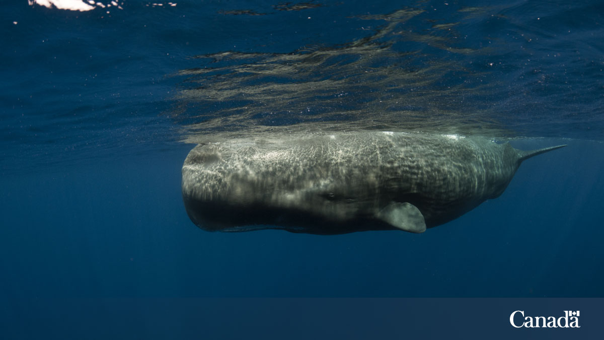 Bull Sperm Whale Vs Colossal Squid