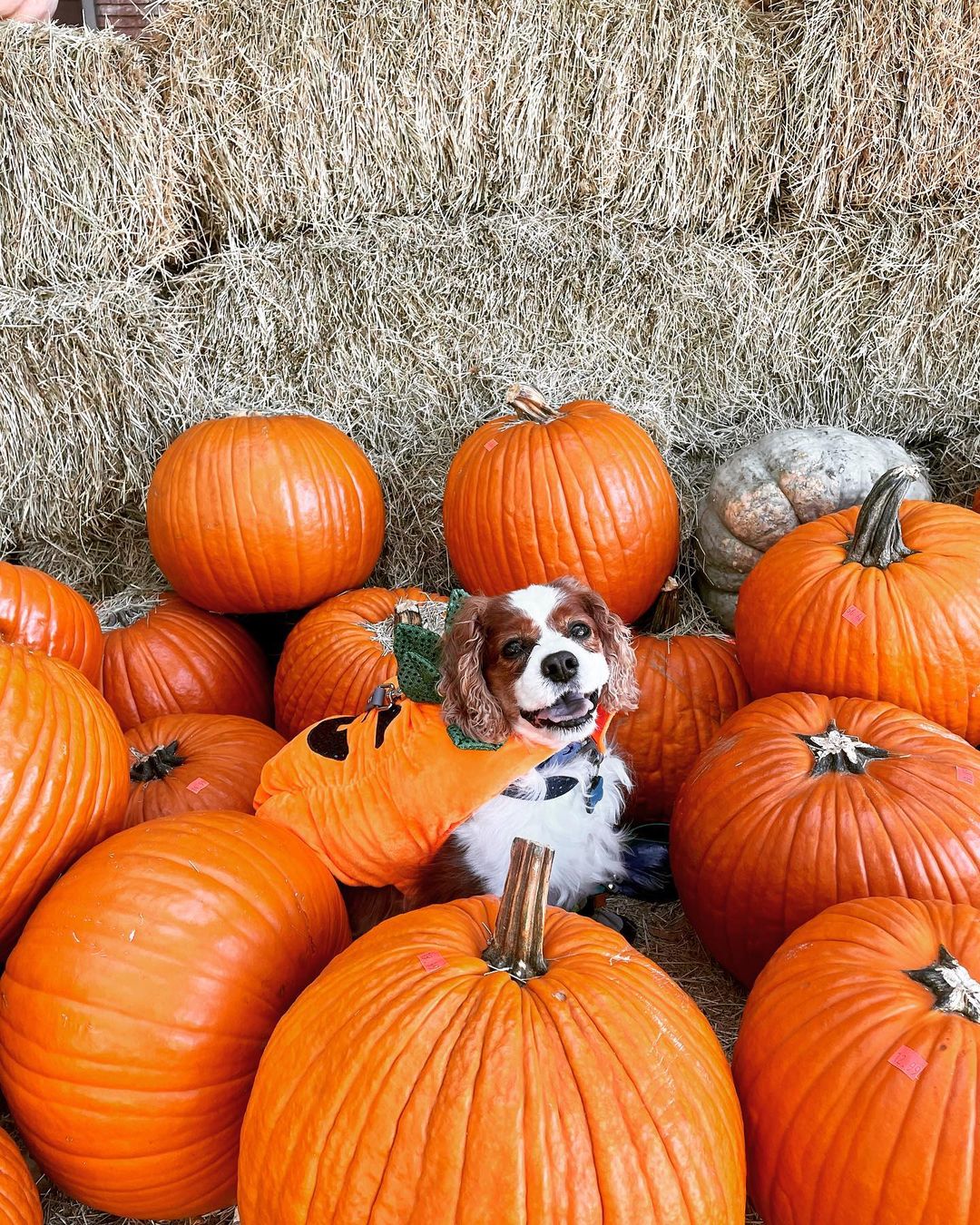 Trupanion on Twitter: "Just a sea of pumpkins and one camouflaged ...