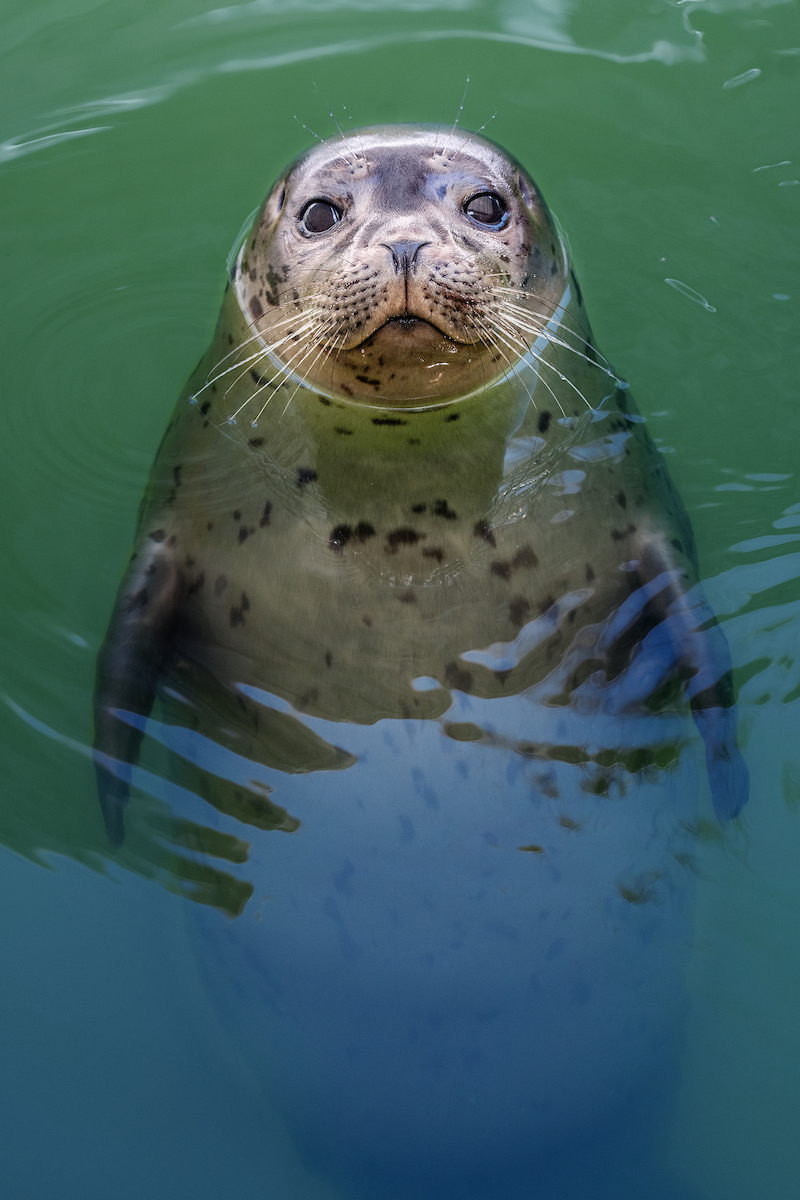 Harbor Seal Pup Underwater