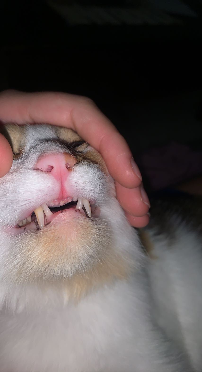 Cat Front Teeth Missing