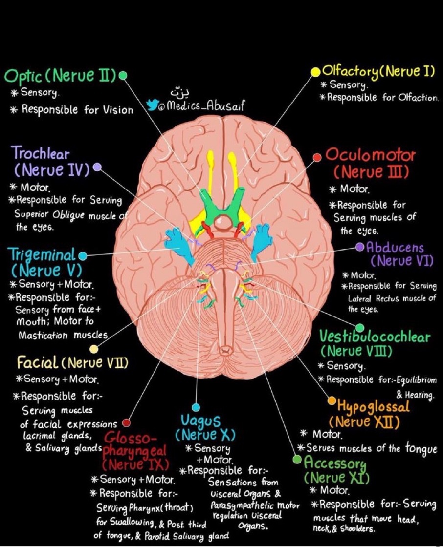 Brown Hospital Medicine on Twitter: "Cranial nerves @medics_AbuSaif # ...