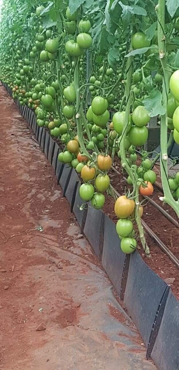 Greenhouse Tomato Farming In Kenya Greenhouse Tomato Production For