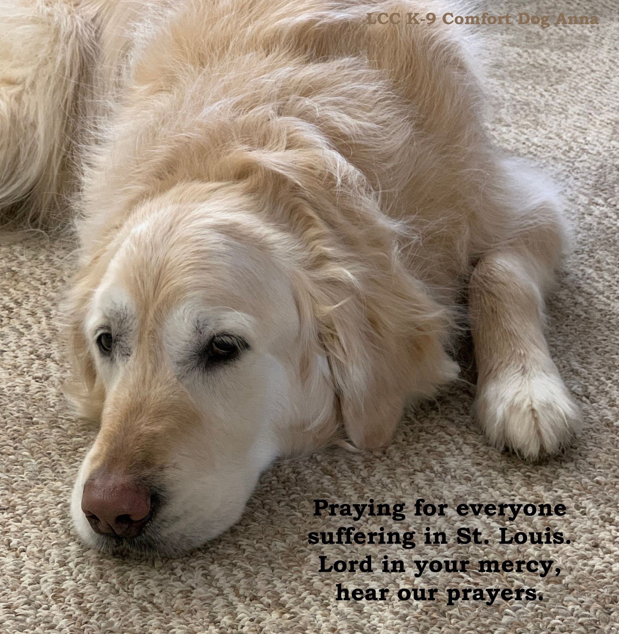 Animals Praying With Quotes A Beautiful Pet Blessing – Leila