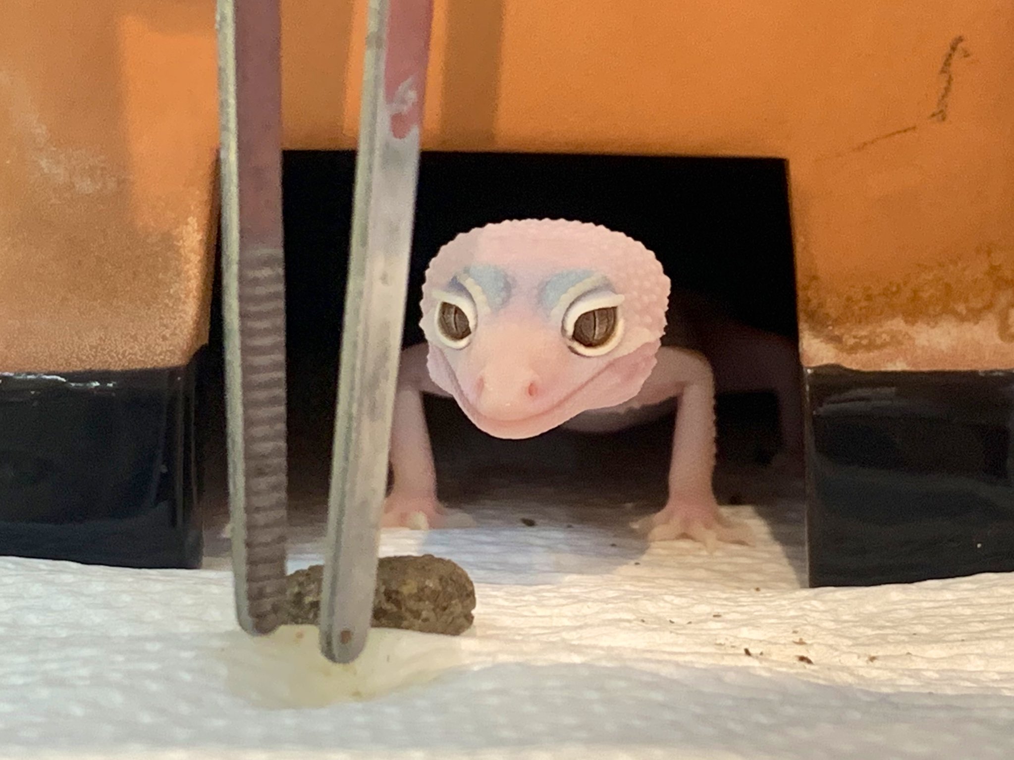 スケール (@petshop_scale) / Twitter