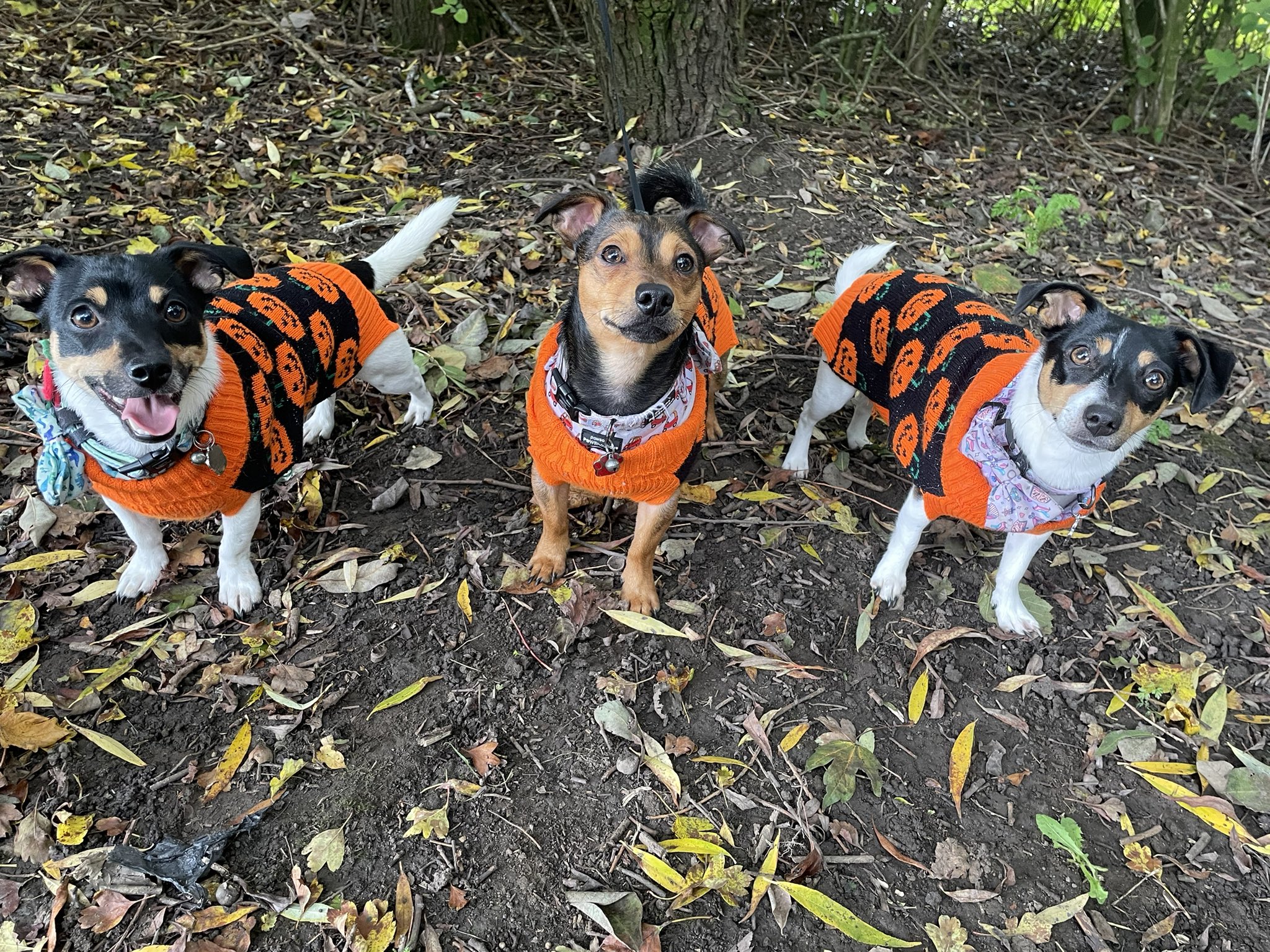 TW Pornstars - Chelsea🐶. Twitter. Trio of terror. 12:04 PM - 14 Oct 2022