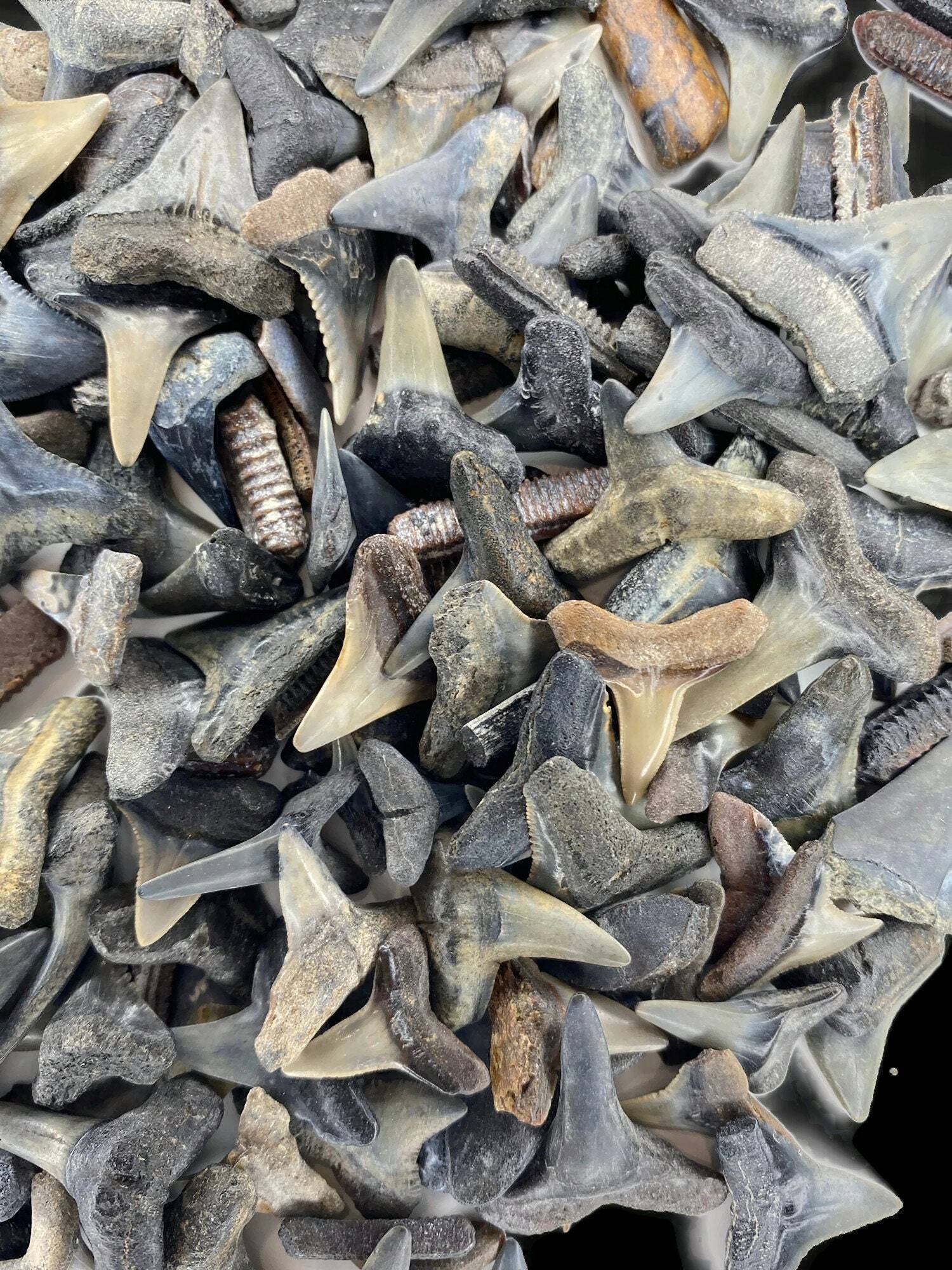 Barracuda Teeth Fossil