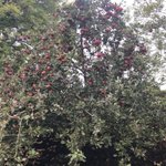 Bledlow Ridge School - Home