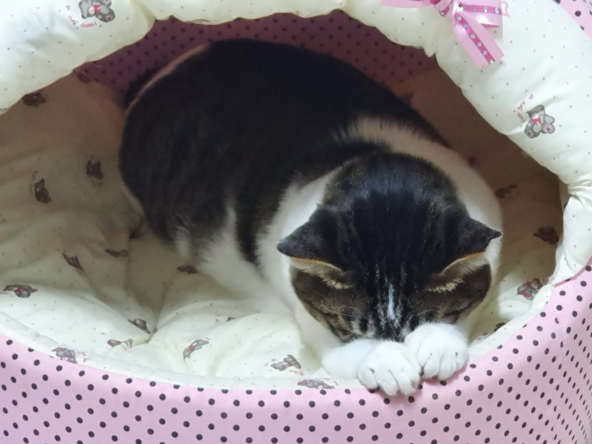 보듬온 On Twitter 🐈 고양이는 왜 얼굴을 가리고 자나요 이제 슬슬 고양이 코가 시린 계절이 돌아오네요🍃 고양이가 앞발로 얼굴을 가리거나 푹 묻고 자는