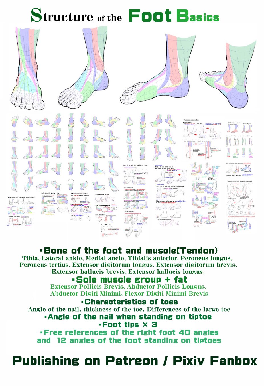 Manga Materials English on Twitter: "PERSONAL NOTE: Feet Structure of the foot basics Patreon ...