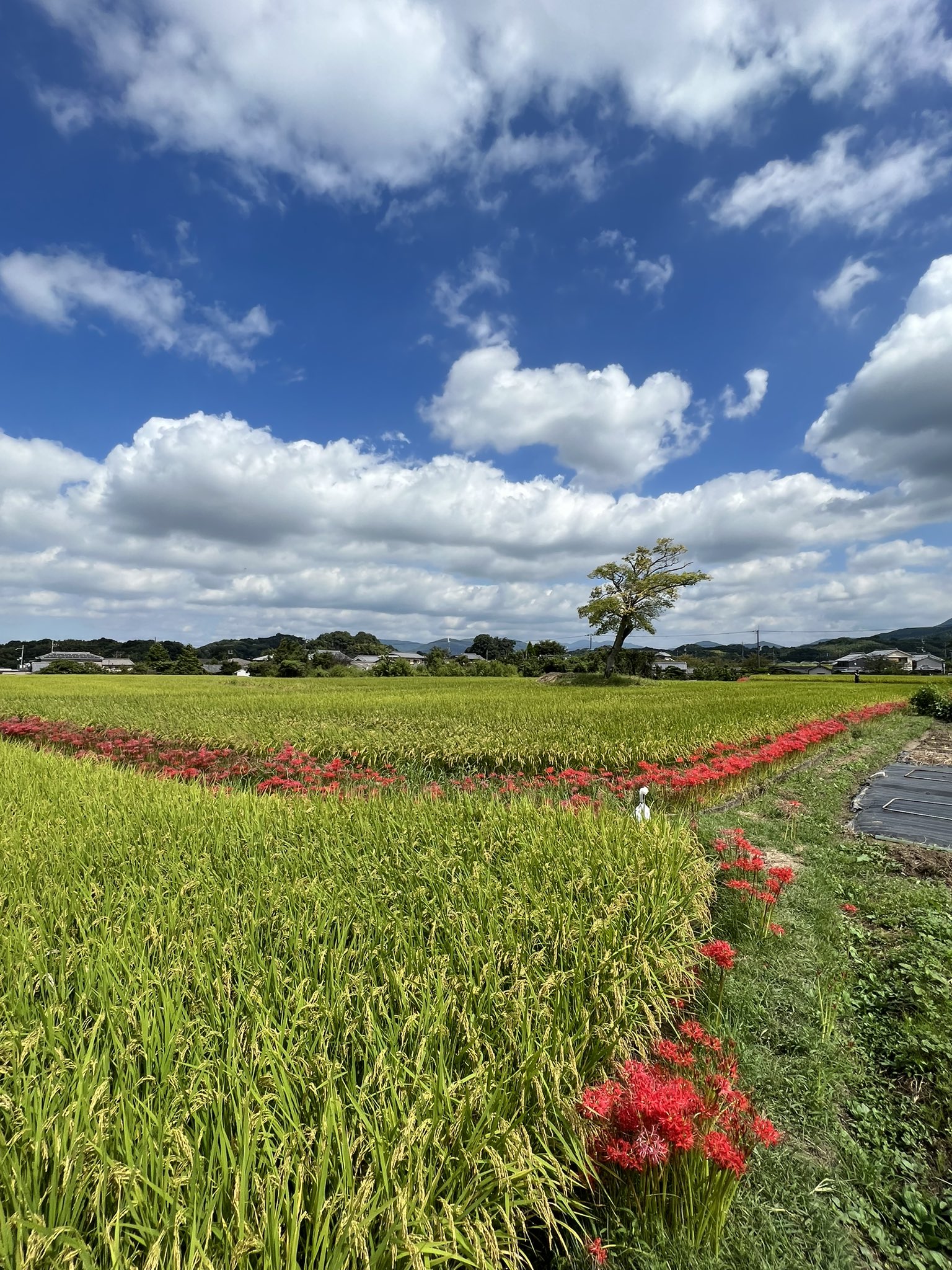 yaehime@MZDAO (@yaehime1) / Twitter