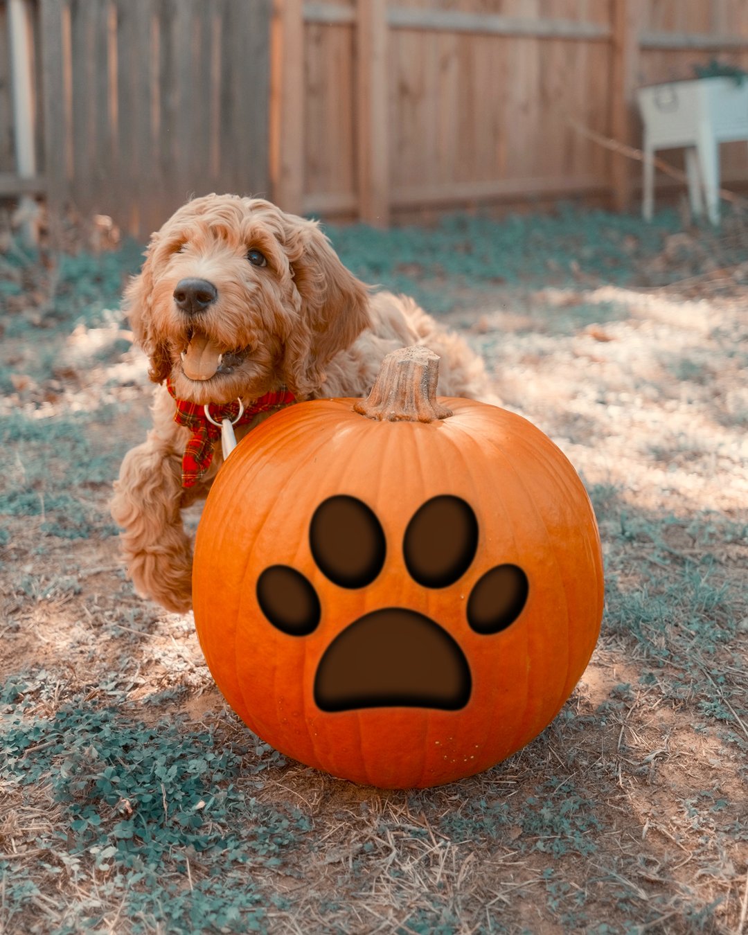 Golden Retriever Pumpkin Carving Patterns