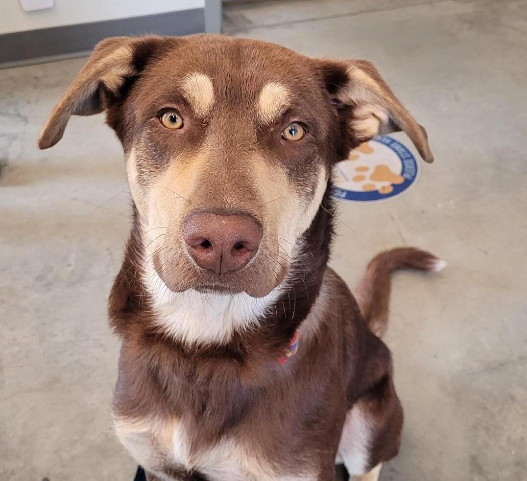 Brown Husky Lab Mix