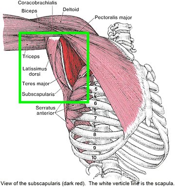 Posterior Axillary Fold Muscles