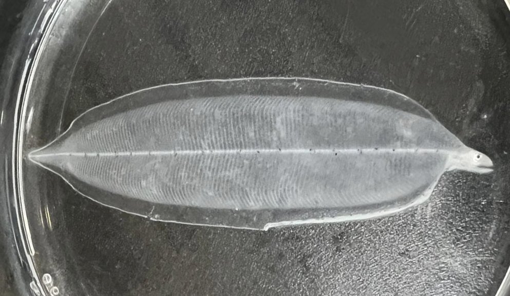 This goofy looking thing is a Leptocephalus, specifically, the larvae ...