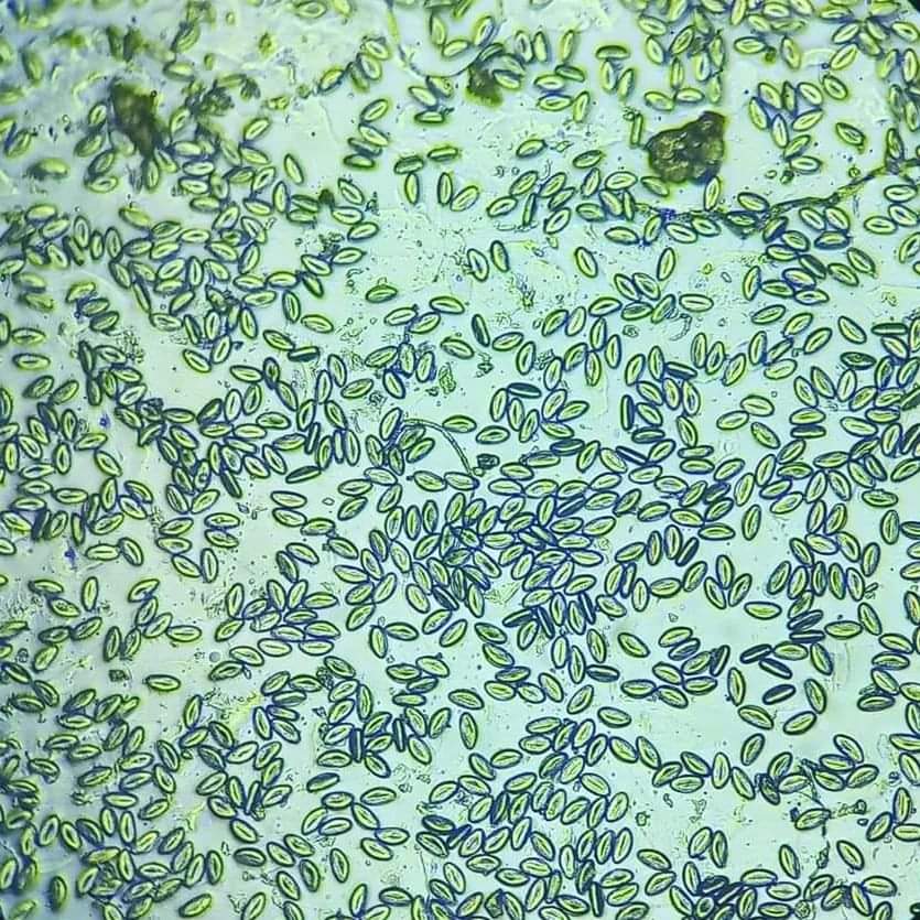 mICROBIO on Twitter: mICROBIO on Twitter: