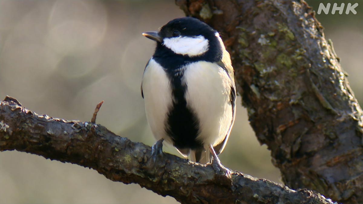 鈴木俊貴 Toshitaka Suzuki (@toshitaka_szk) / Twitter