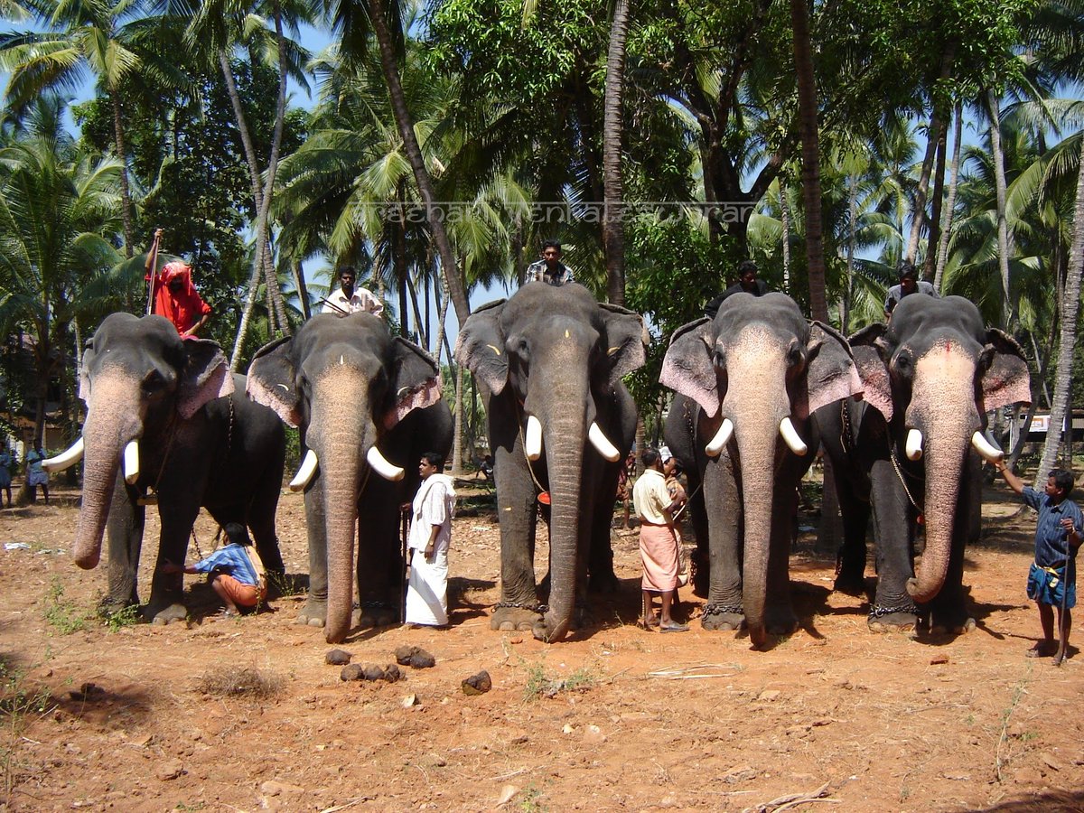 Kerala Elephant Height Chart