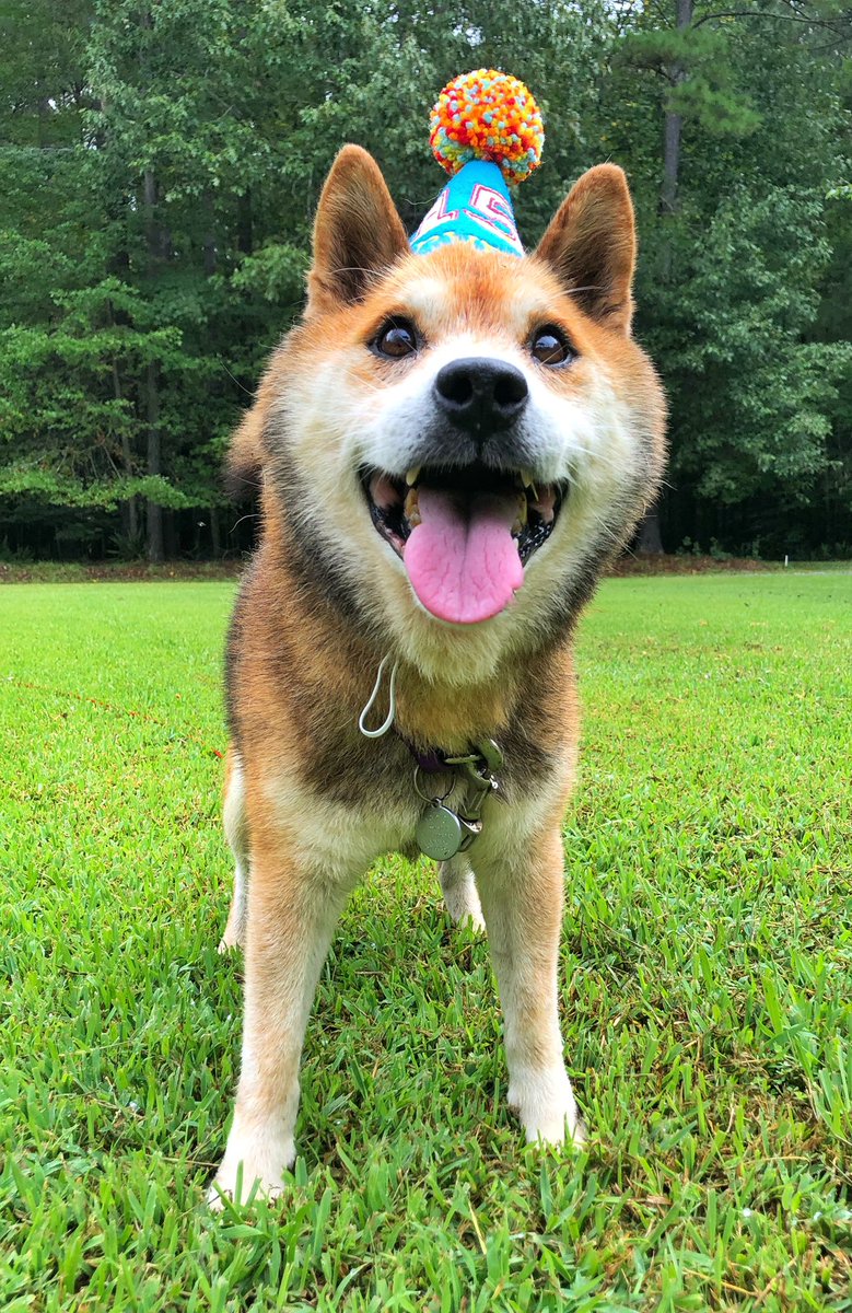 This is Krypto. He just turned 15 and even got the hat to prove it. We ...