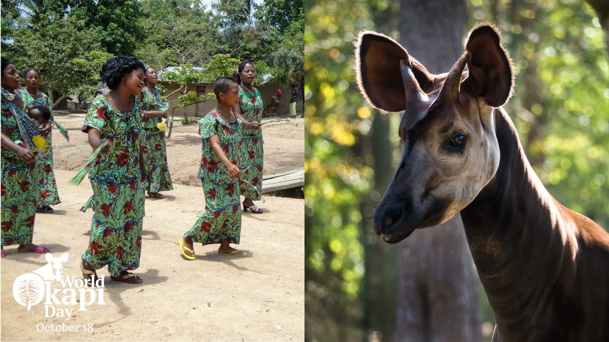 Okapi Conservation on Twitter: "Three days to #WorldOkapiDay! OCP conservation initiatives would ...