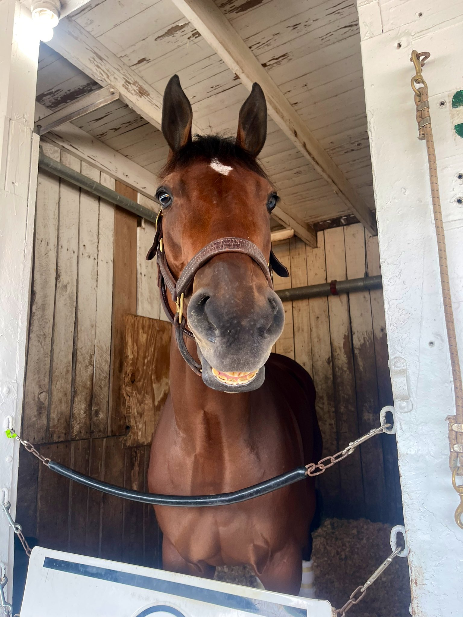 Repole Stable (@RepoleStable) / Twitter