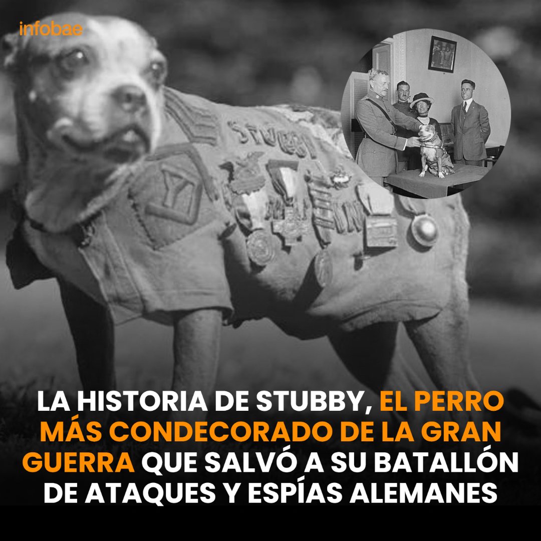 La historia de Stubby, el perro más condecorado de la Gran Guerra que ...