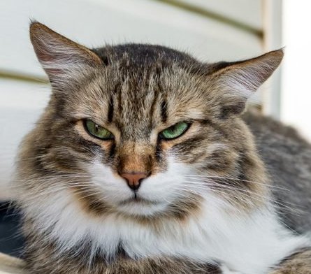 olive🫒 ⤮ on Twitter: "sleepy cat with downturned mouth and very very angry eyes"