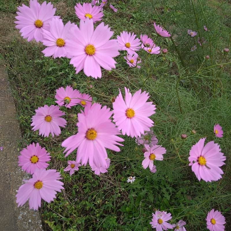 Yocco18 on Twitter: "RT @harmony018: 友人から今年の写真が届きました(綺麗だったので転載の許可をもらいました)"