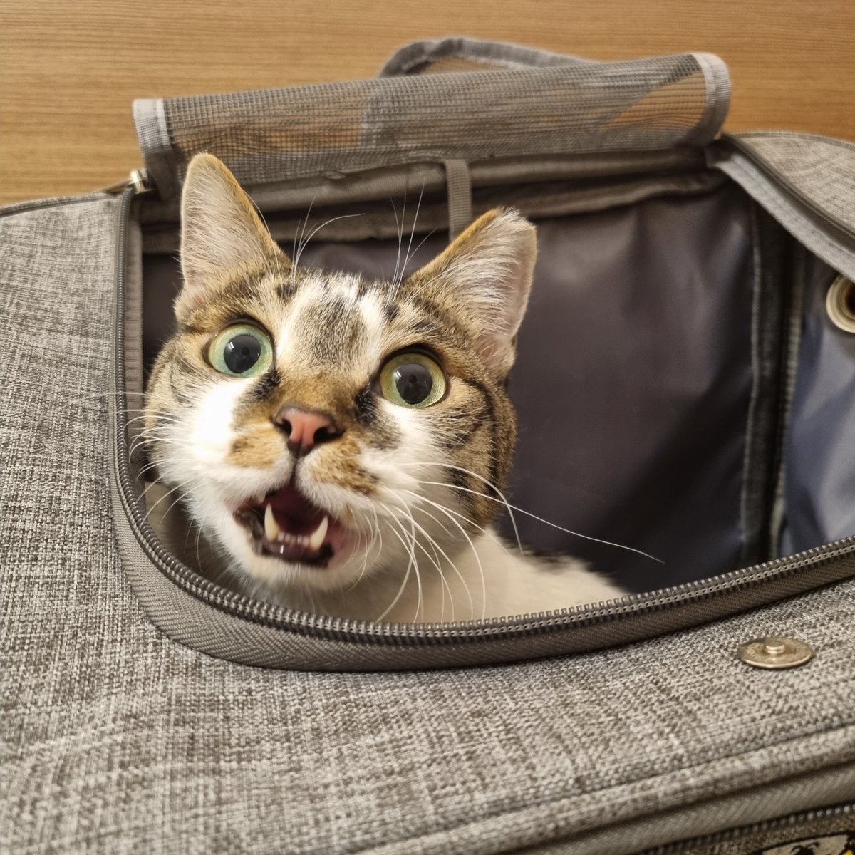 보듬온 On Twitter 보듬온 1분 고양이 상식 🐈 고양이가 개구호흡을 하는 이유는 고양이가 이동 스트레스를 받거나 격한 놀이를 했을 경우 개구호흡을 하는 경우는