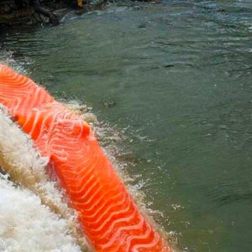 Salmon Swimming In River