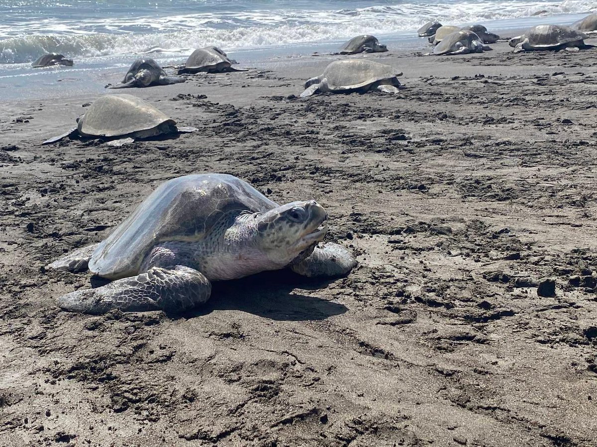Tortugas de Costa Rica: todo lo que hay que saber de la Baula, la Verde ...