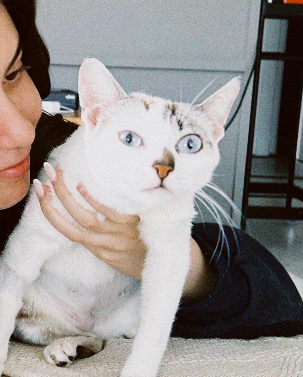 sofia santino on Twitter: "olhem minha filha o nome dela é bella hadid"