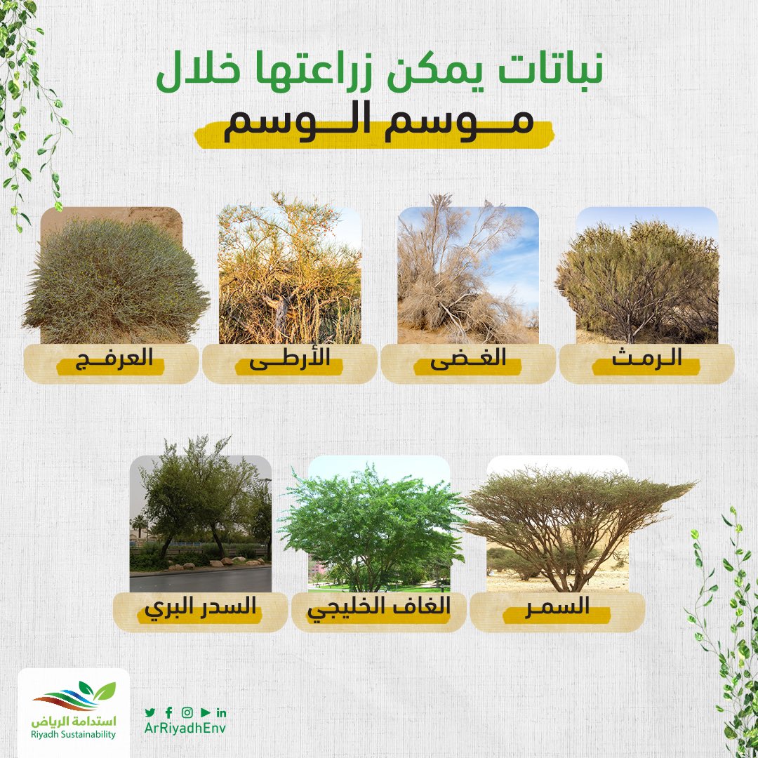 هاشتاق السعودية On Twitter نباتات يمكن زراعتها في الرياض خلال موسم