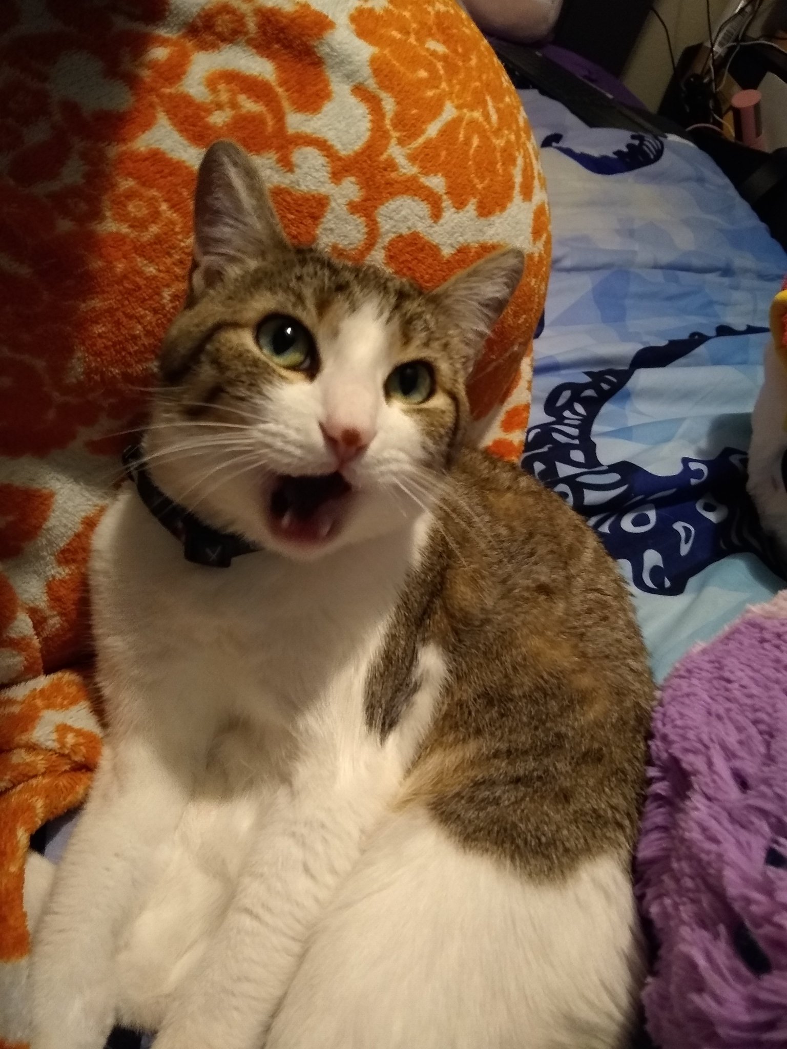 🐙TenTickle Pixie🔞 on Twitter: "It has come to my attention that there hasn't been a razzle pic ...