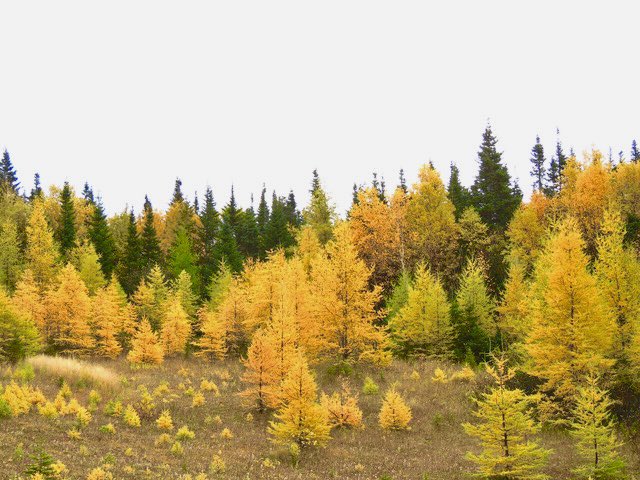 The Larch trees are the one coniferous tree in the boreal forest that ...