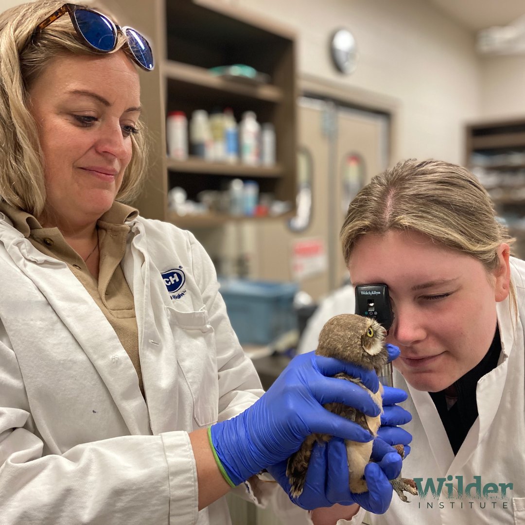 Wilder Institute on Twitter: Wilder Institute on Twitter: