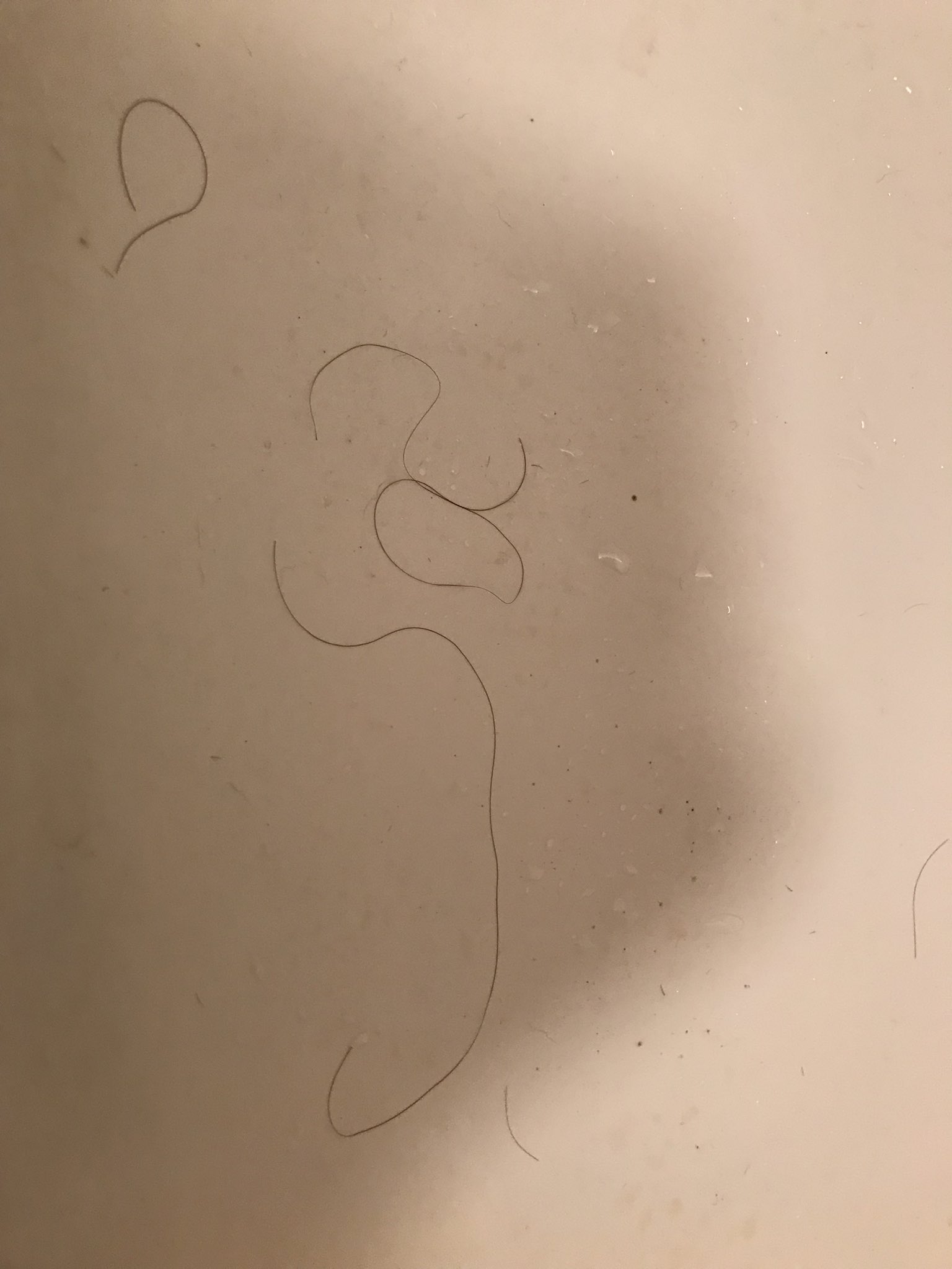 紫姫 (@sikichs) / Twitter