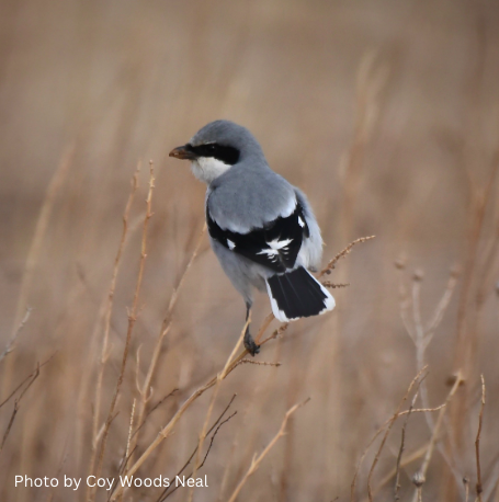Loggerhead Shrike Flying